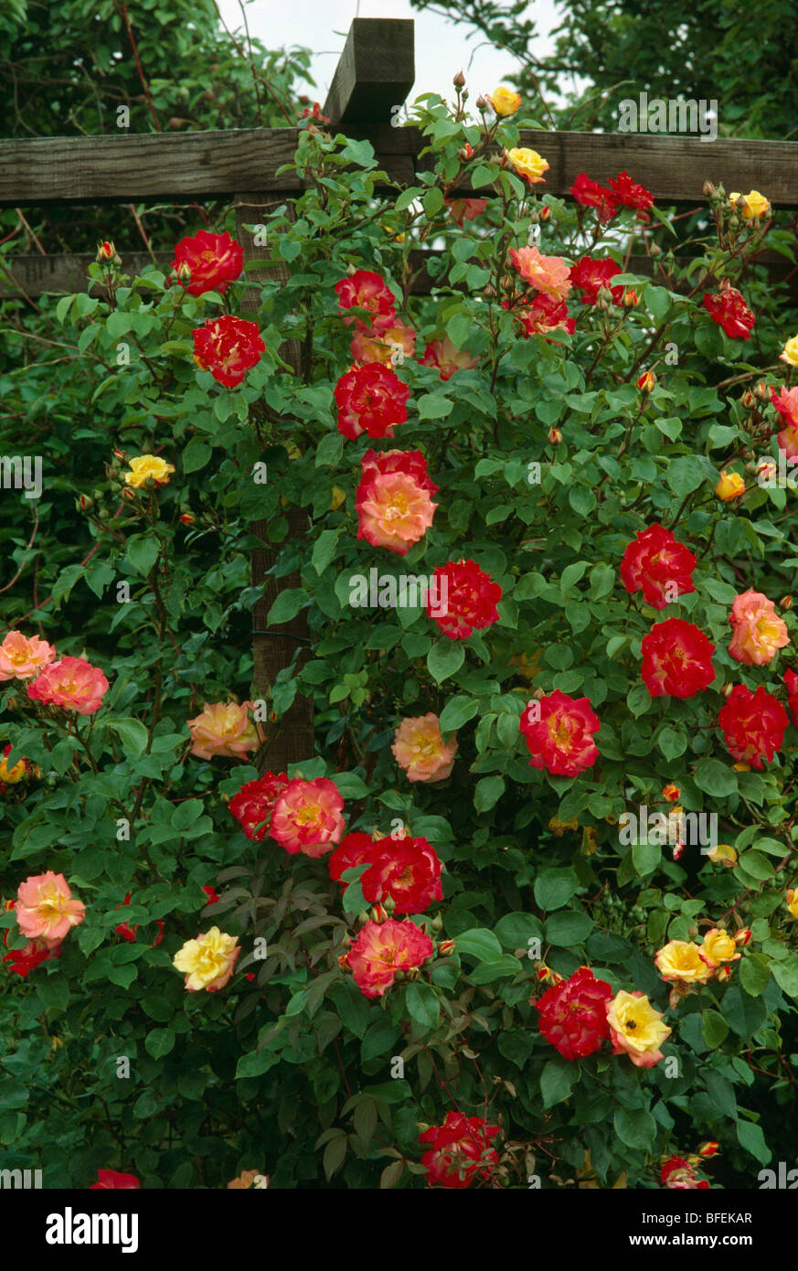 Close-up of orange shrub rose Stock Photo - Alamy