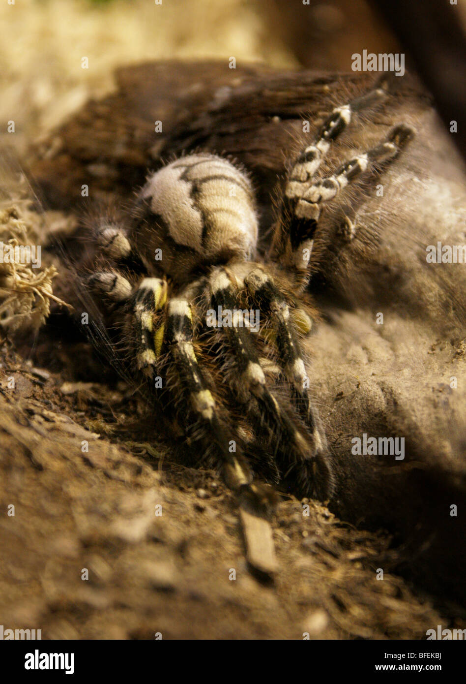Ornamental Tarantula, Poecilotheria regalis, Theraphosidae, India Stock ...