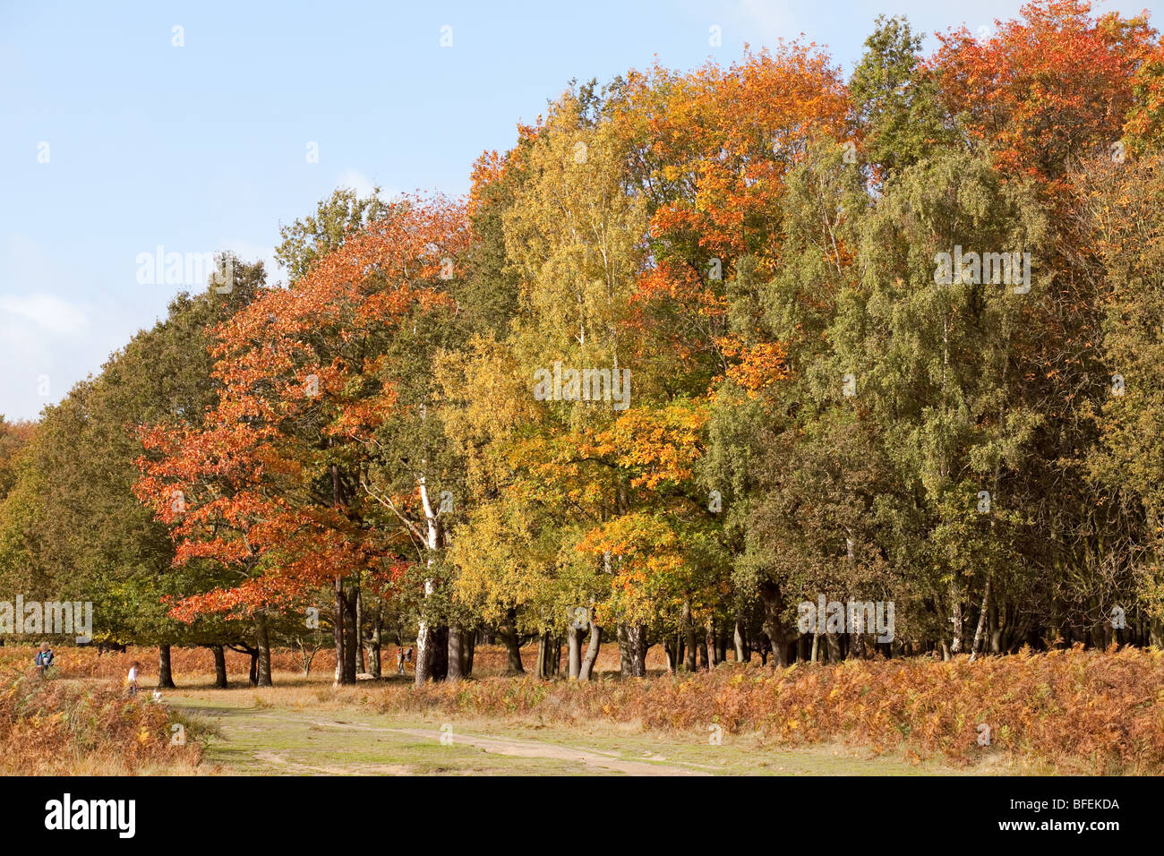 Park trees in autumn colours Stock Photo - Alamy