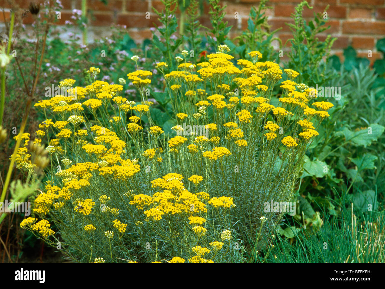 Achillea yellow hi-res stock photography and images - Alamy
