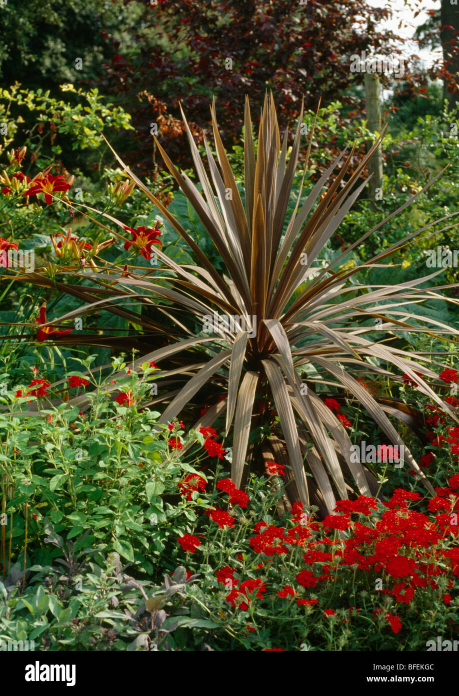 Hot border with red lychnis and dark red day lilies with New Zealand ...