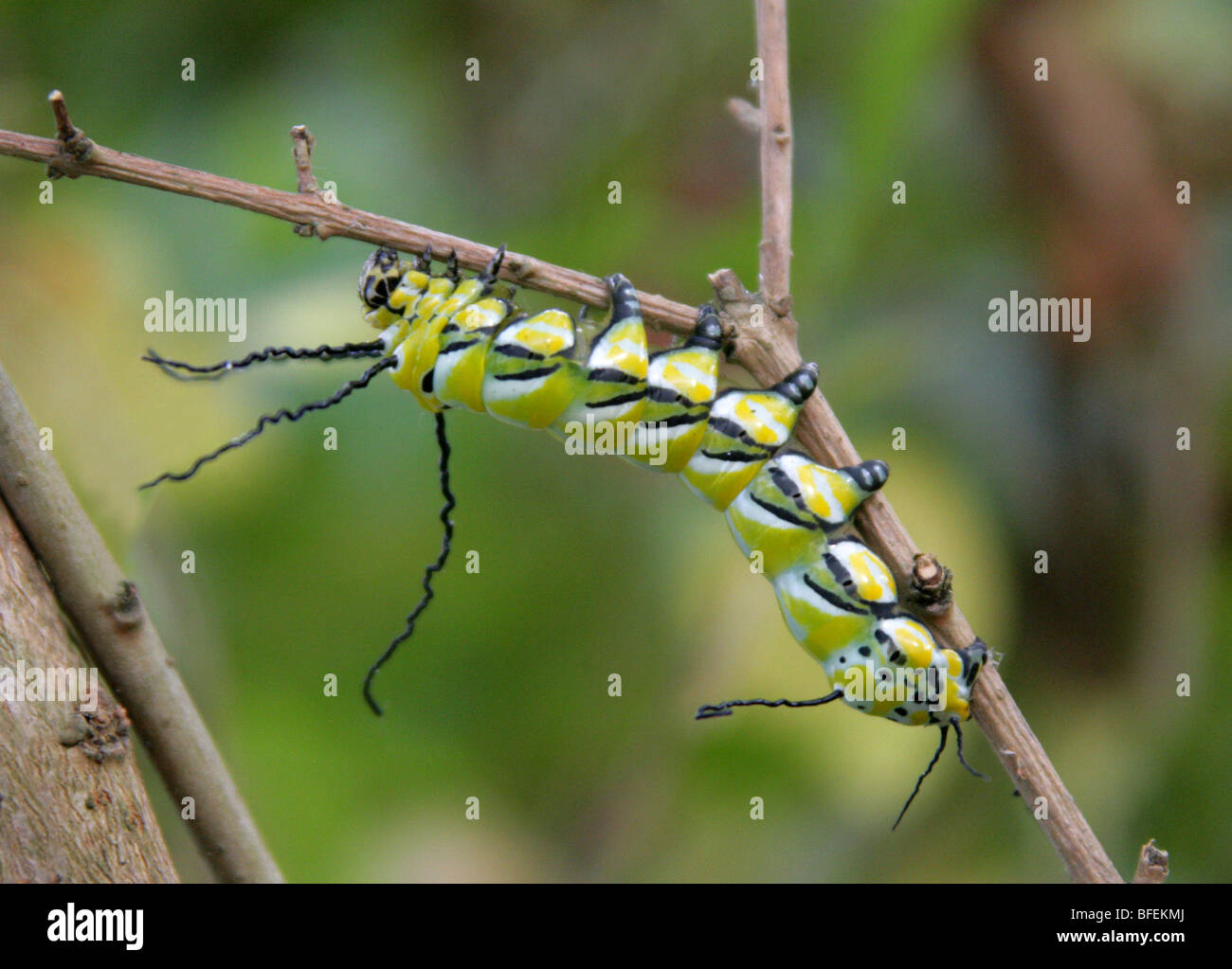 Caterpillar of the Brahmaea wallichii Moth. Brahmaeidae, Lepidoptera ...