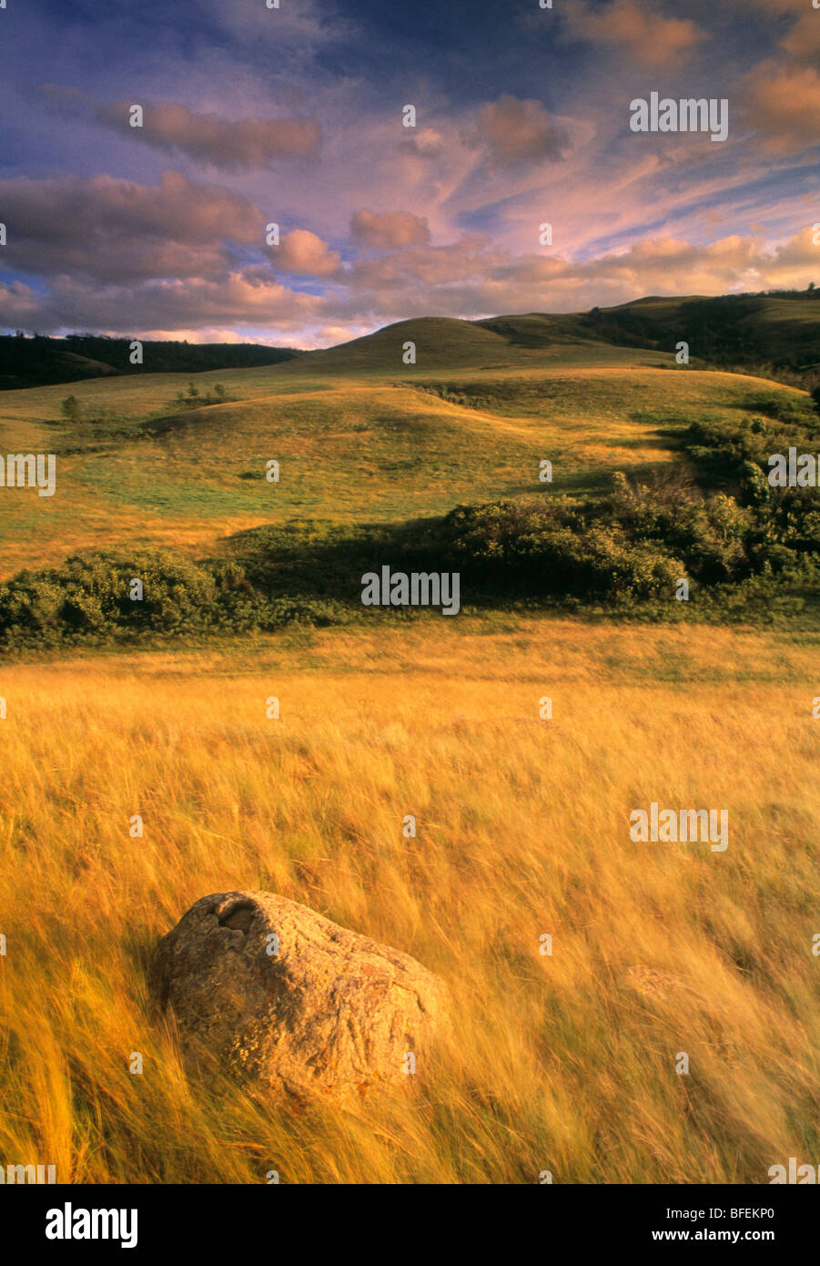 Buffalo canada hi-res stock photography and images - Alamy