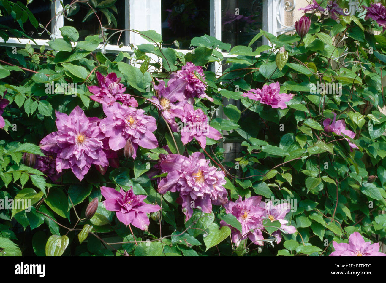 Close up of a large-flowered mauve double clematis Stock Photo - Alamy