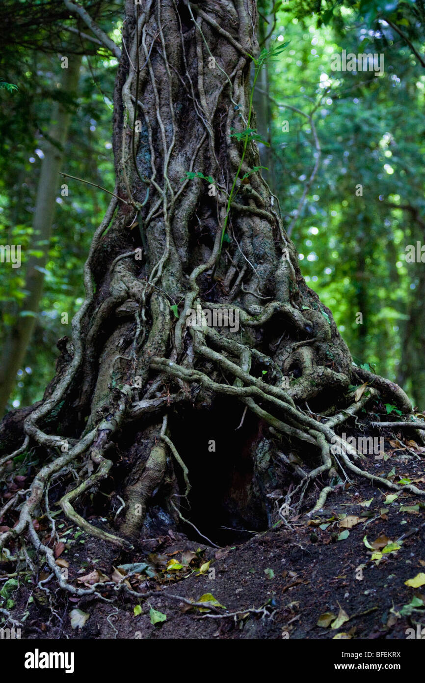 Scary tree england hi-res stock photography and images - Alamy