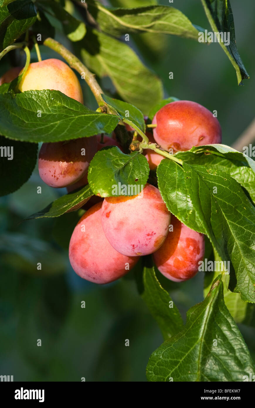 Plum Trees Plums Fruits High Resolution Stock Photography and Images ...