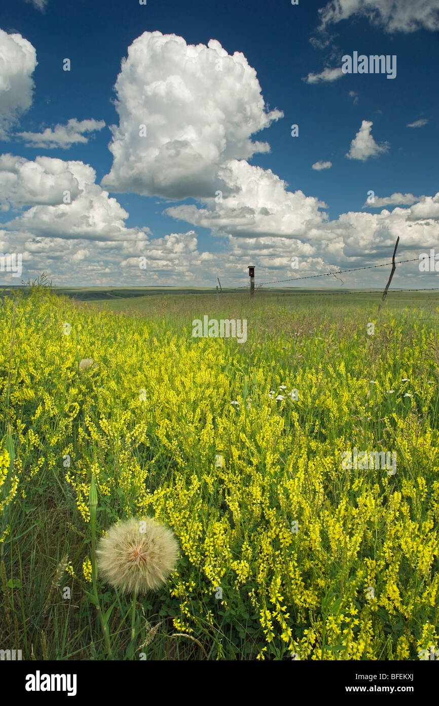 Goatsbeard (Tragopogon dubius) and Yellow Sweet Clover (Melilotus ...
