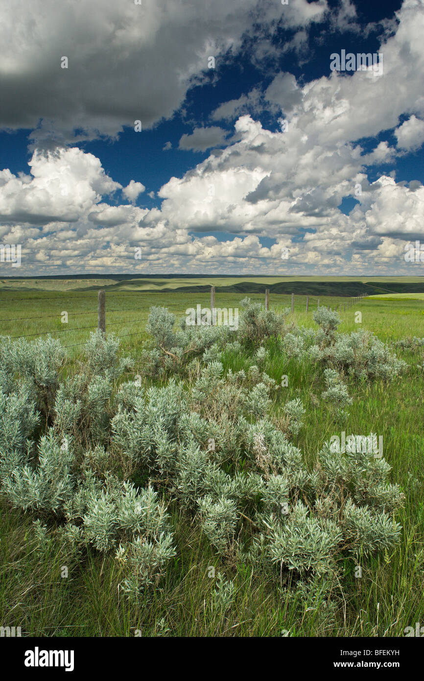 Fence line and field in the prairie badlands near Dorothy, Alberta ...