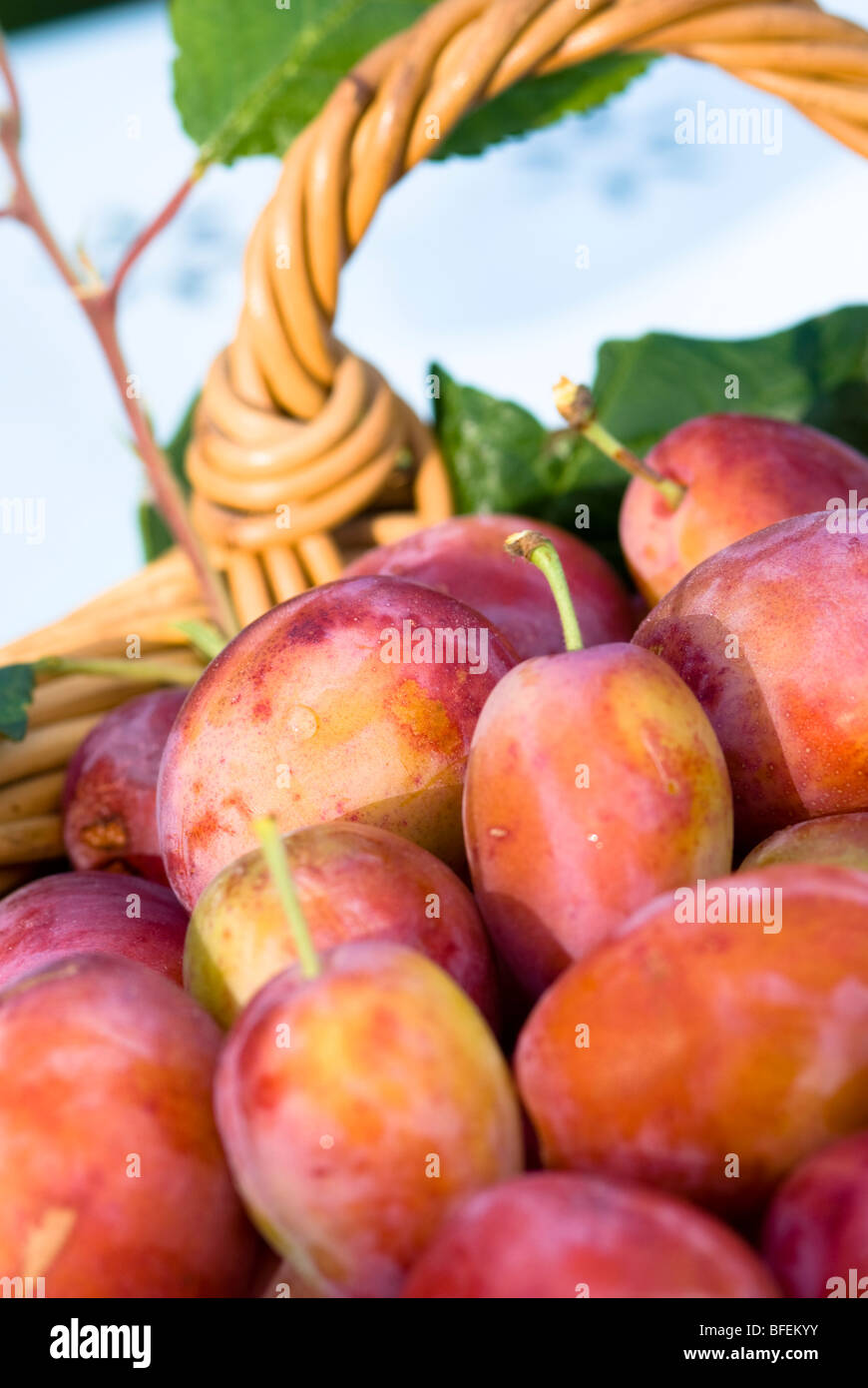 Victoria plum trees hi-res stock photography and images - Alamy