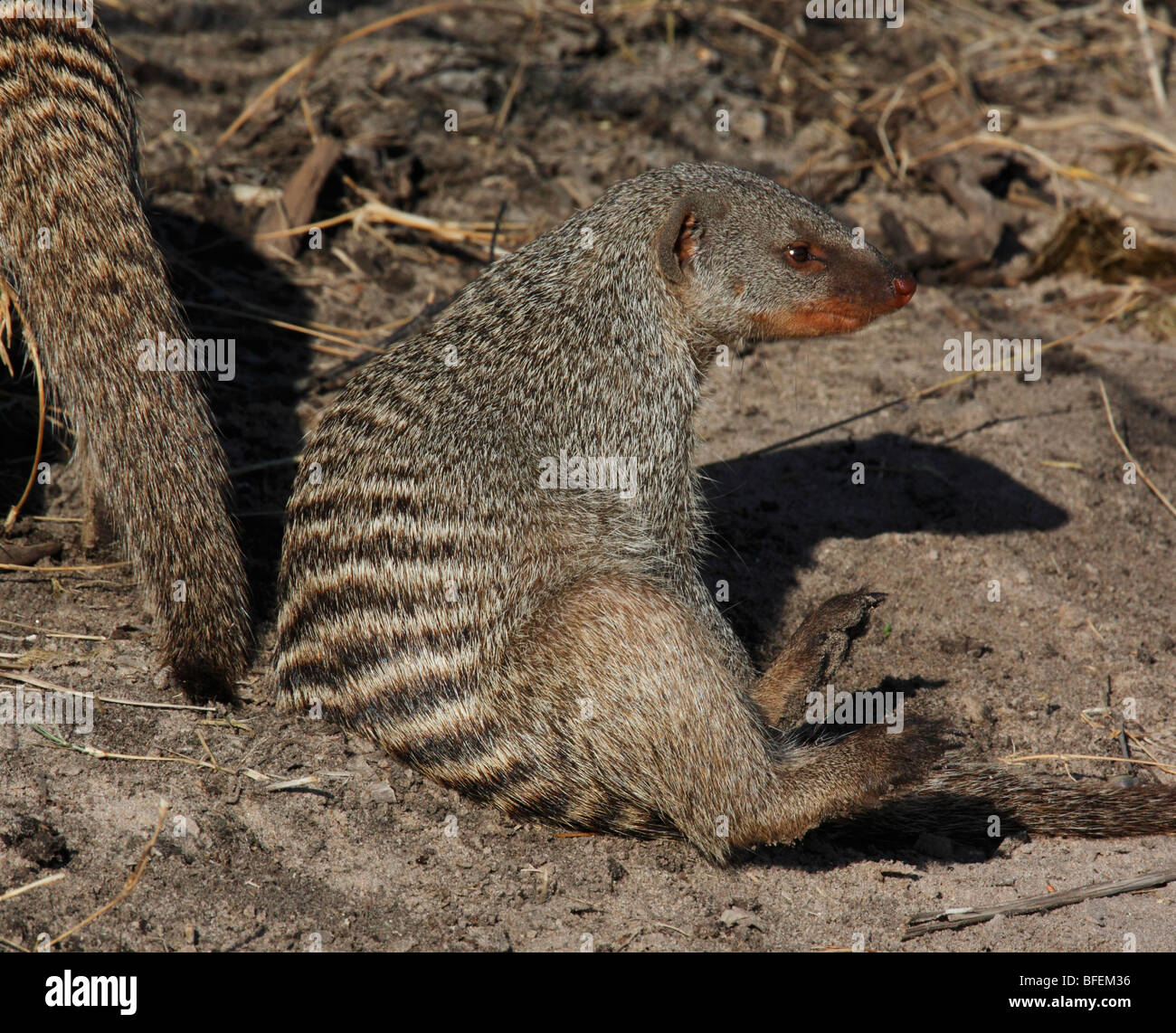 Botswana mongoose wildlife hi-res stock photography and images - Alamy