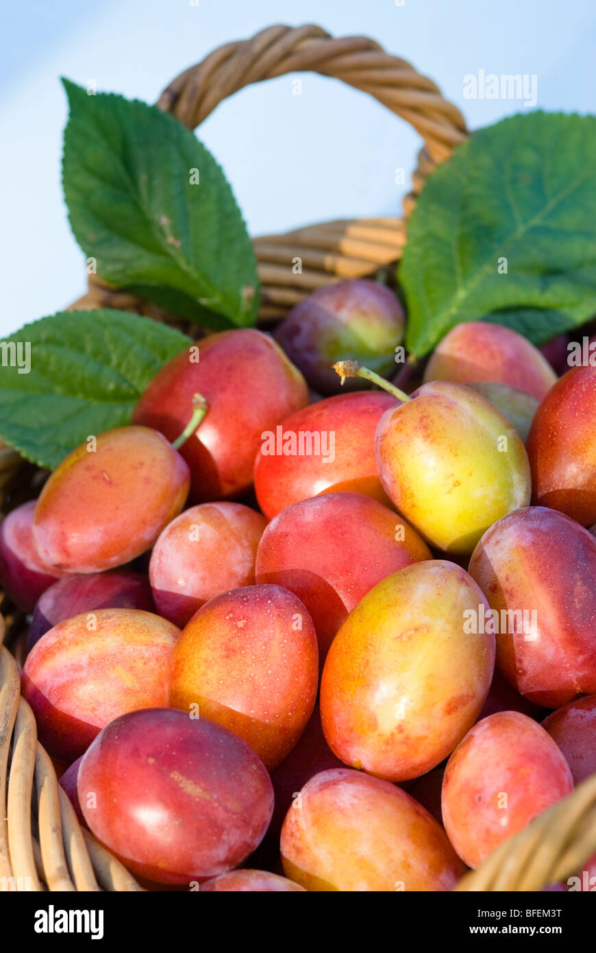 Victoria plums hi-res stock photography and images - Alamy