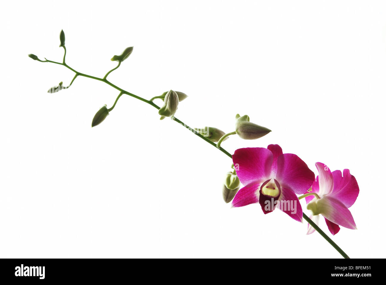 Branch of violet orchids isolated on white background Stock Photo - Alamy