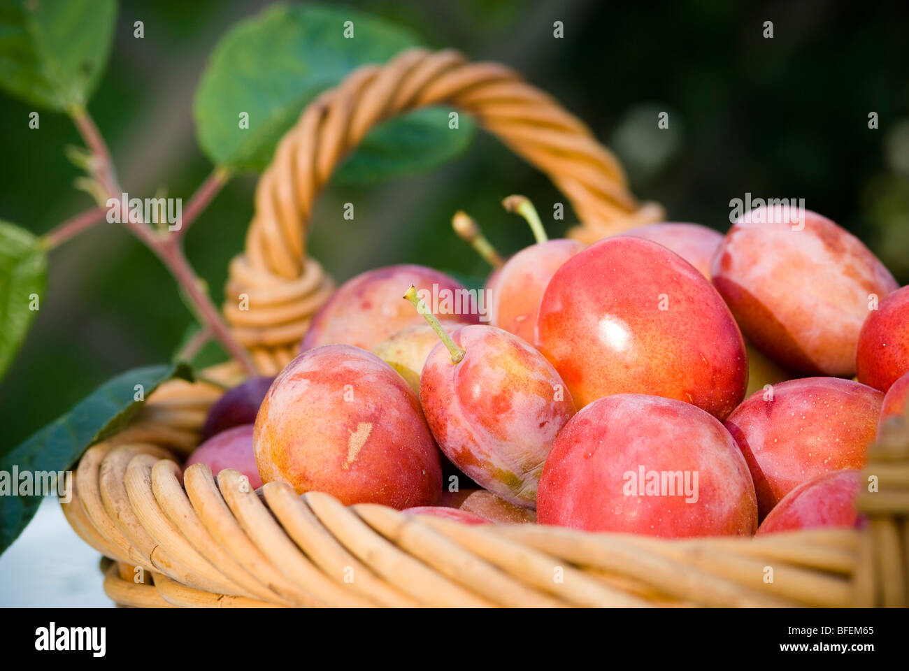 Victoria plum trees hi-res stock photography and images - Alamy