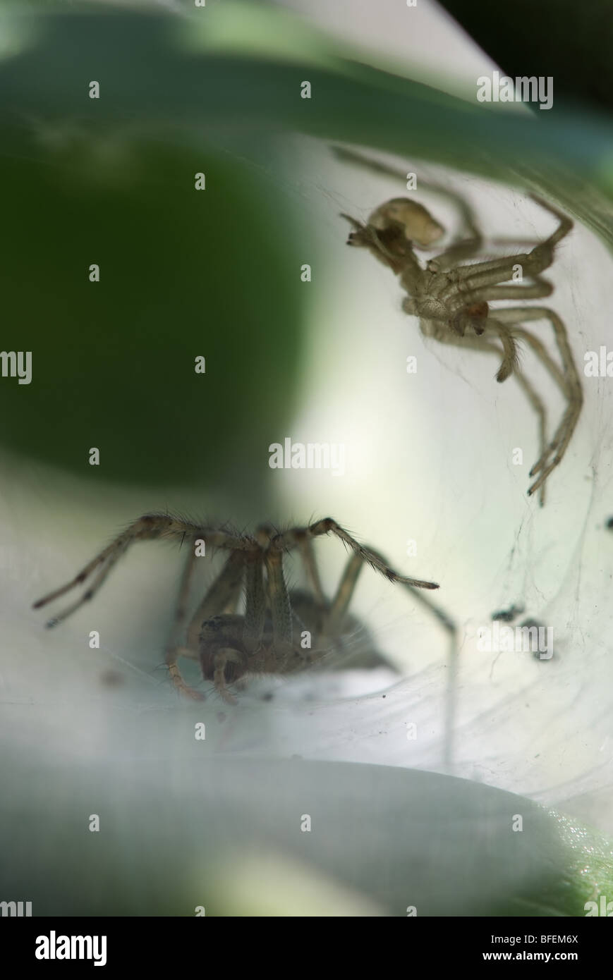 Dead spiders hi-res stock photography and images - Alamy