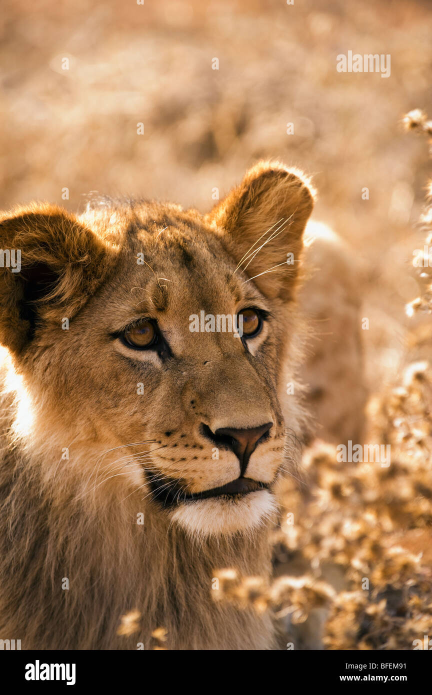 Lion face portrait hi-res stock photography and images - Alamy