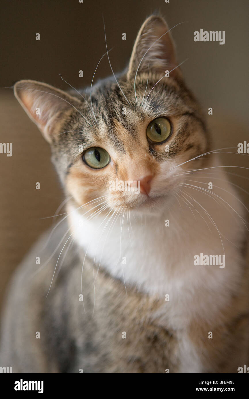 Portrait of mixed breed cat Stock Photo - Alamy