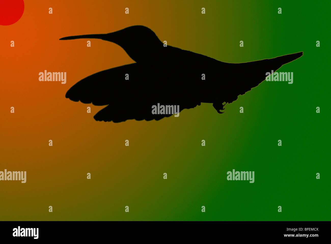 Silhouette of a Ruby-throated hummingbird with wings forward Stock ...