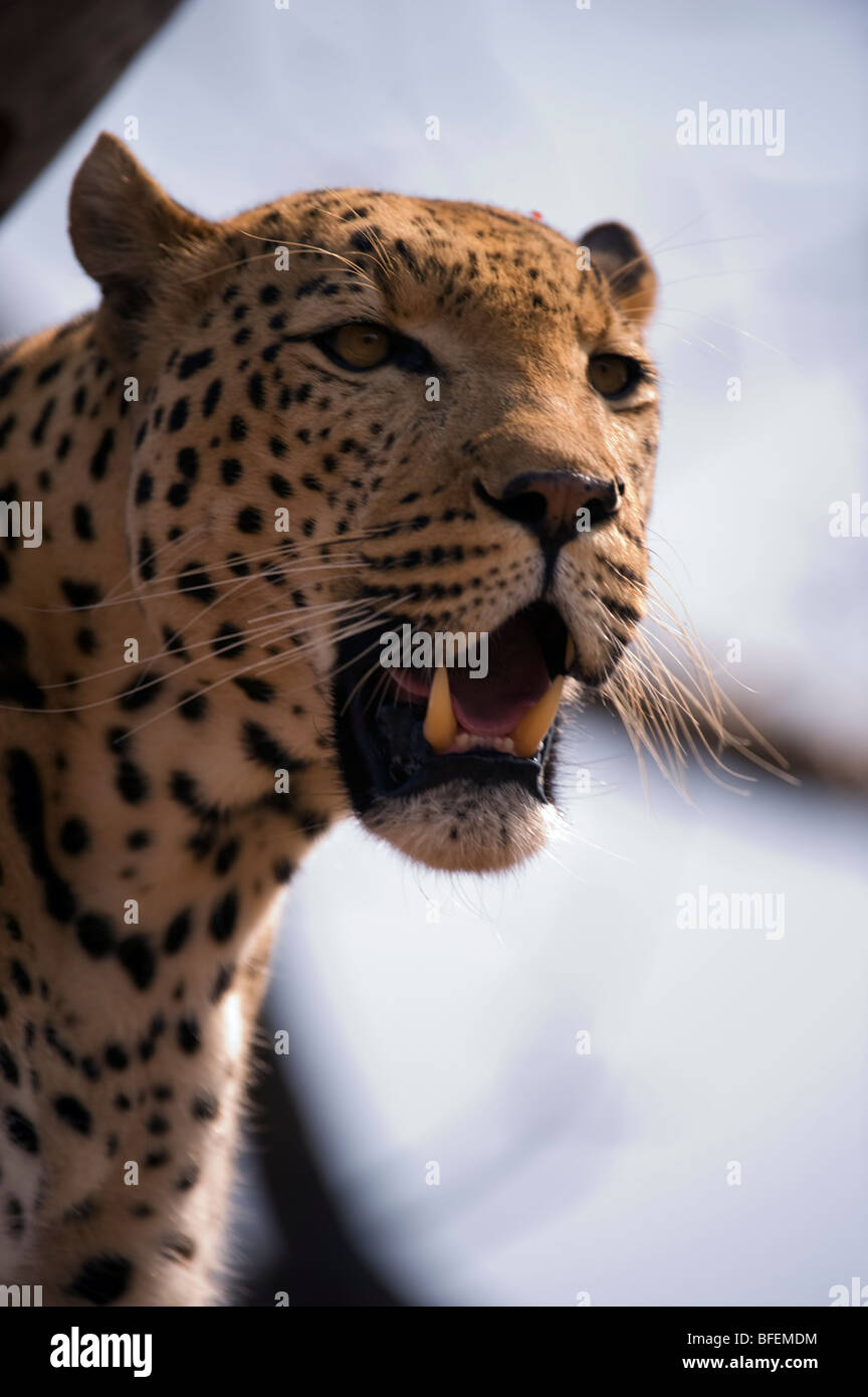 Portrait of a Male Leopard Stock Photo - Alamy