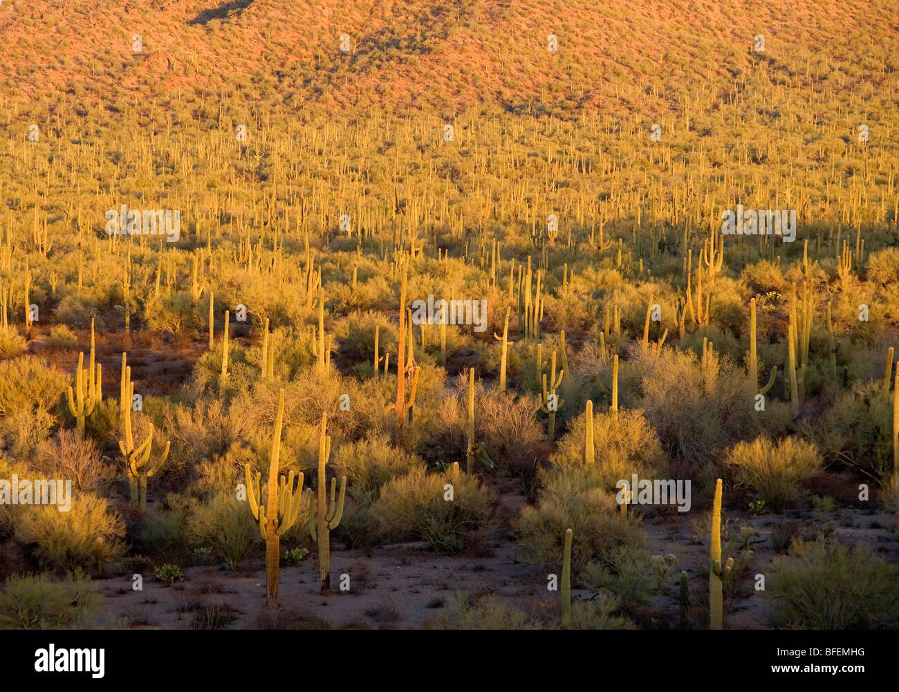Thousands of saguaro cacti near Tucson, Arizona Stock Photo - Alamy