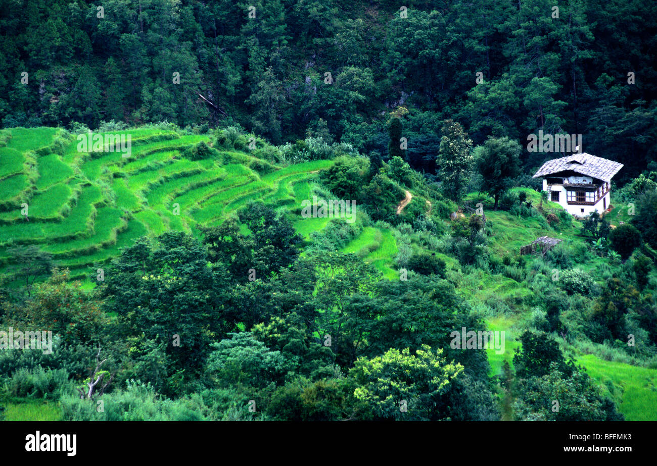 Buthan tree hi-res stock photography and images - Alamy