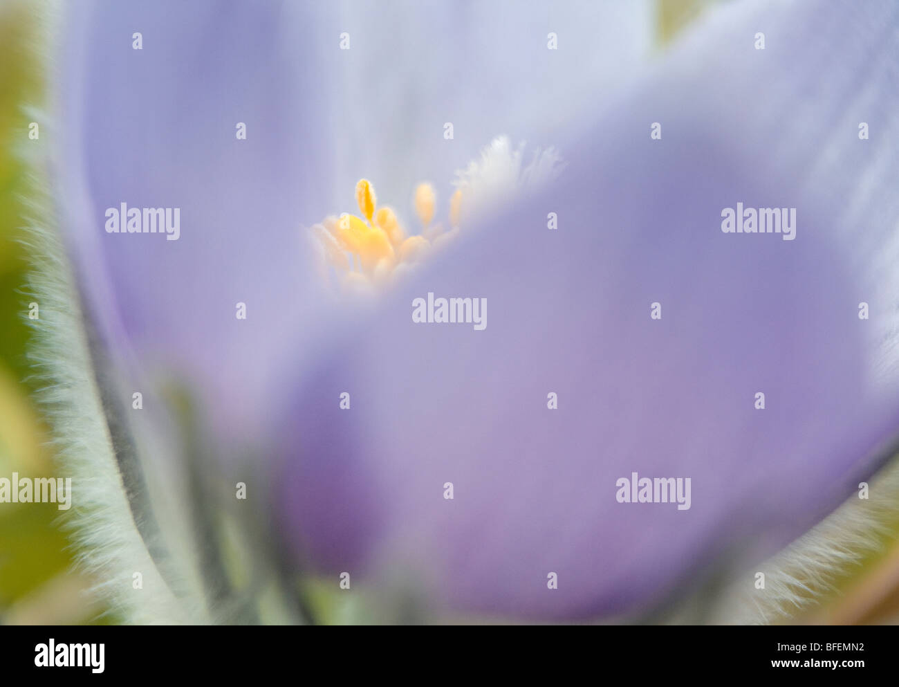 Prairie crocus canada spring hi-res stock photography and images - Alamy