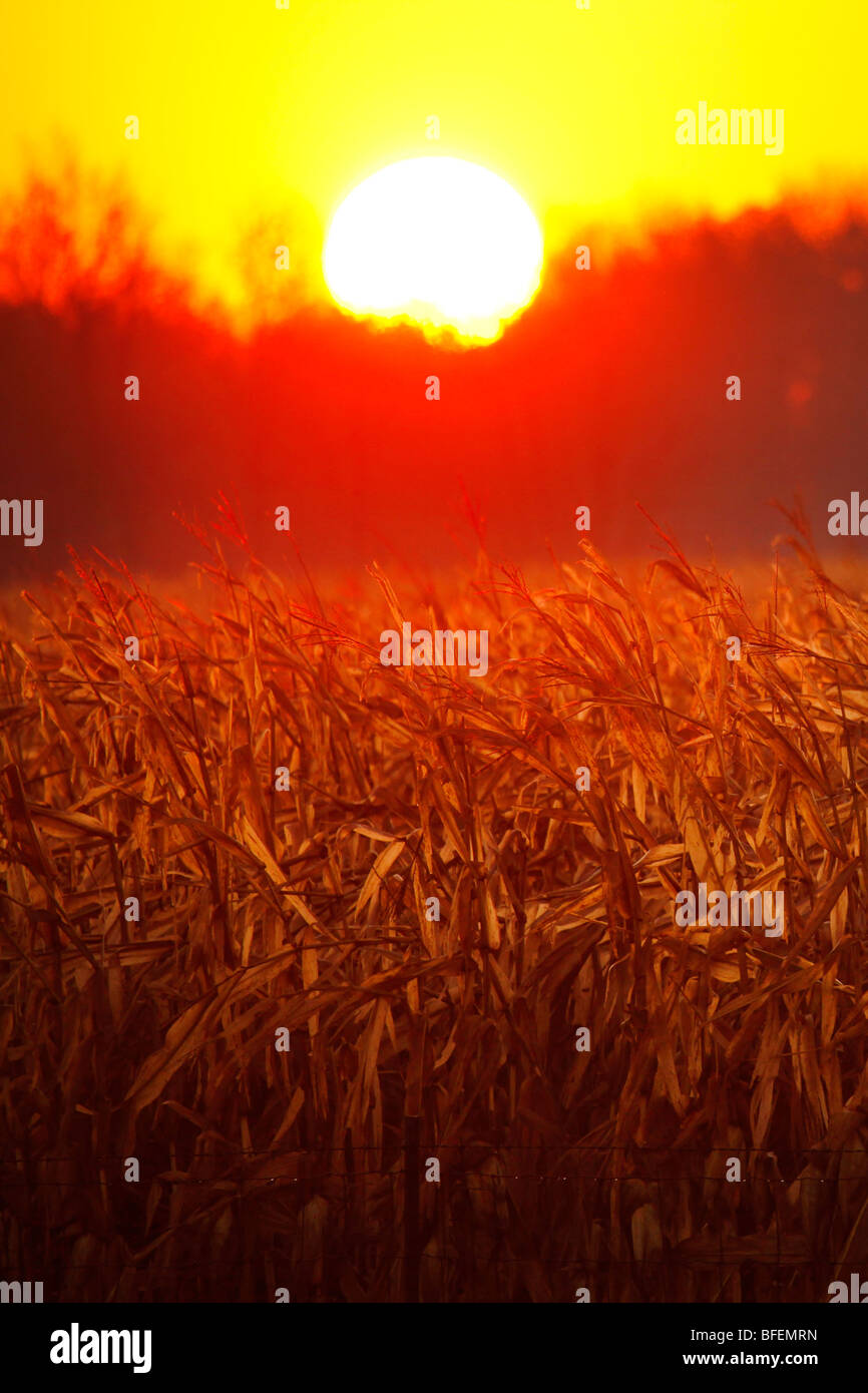Corn indiana hi-res stock photography and images - Alamy