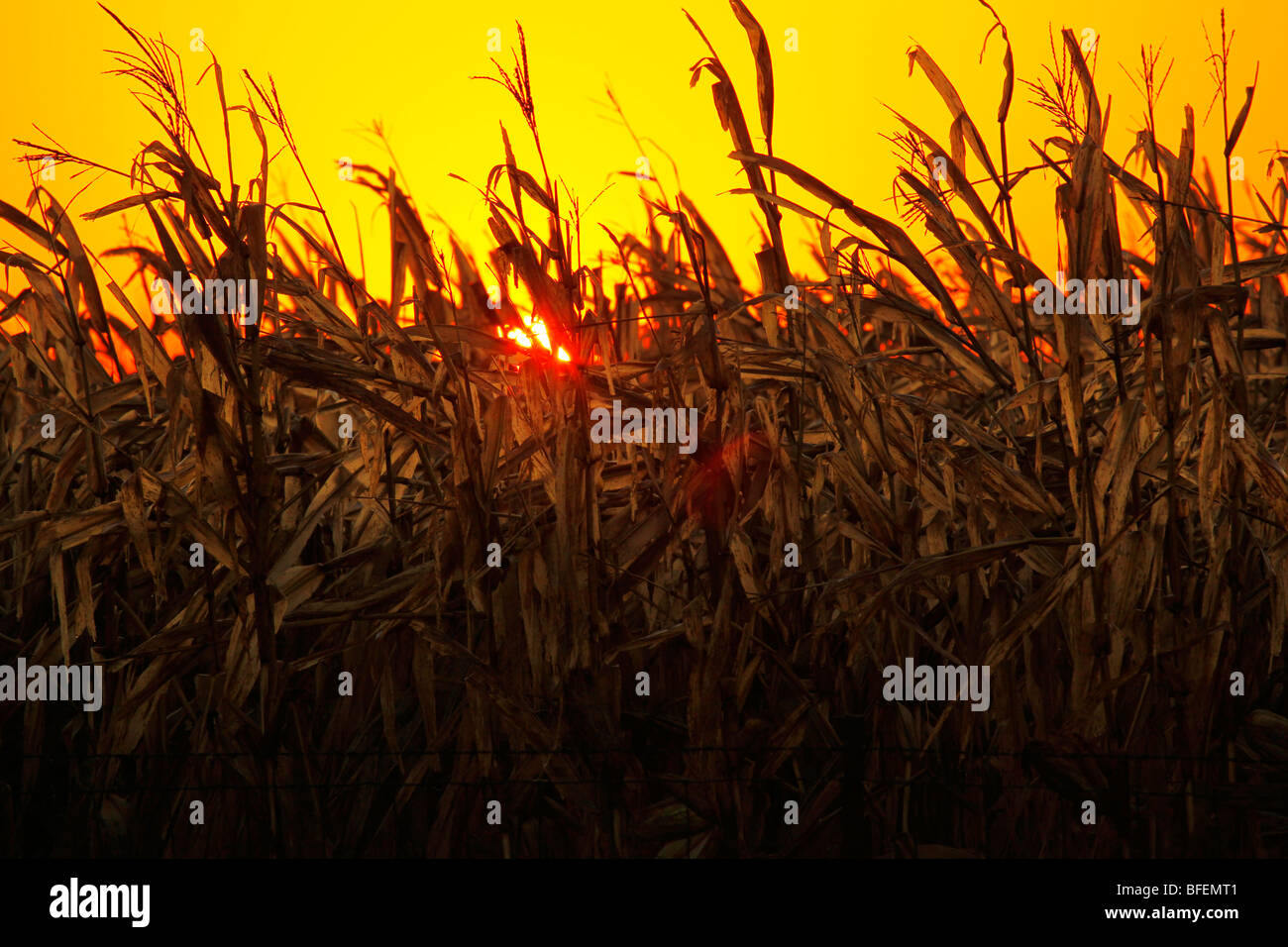 indiana corn farm fields morning sunrise Sunrise over Indiana corn ...