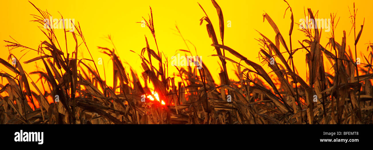 Indiana corn hi-res stock photography and images - Alamy