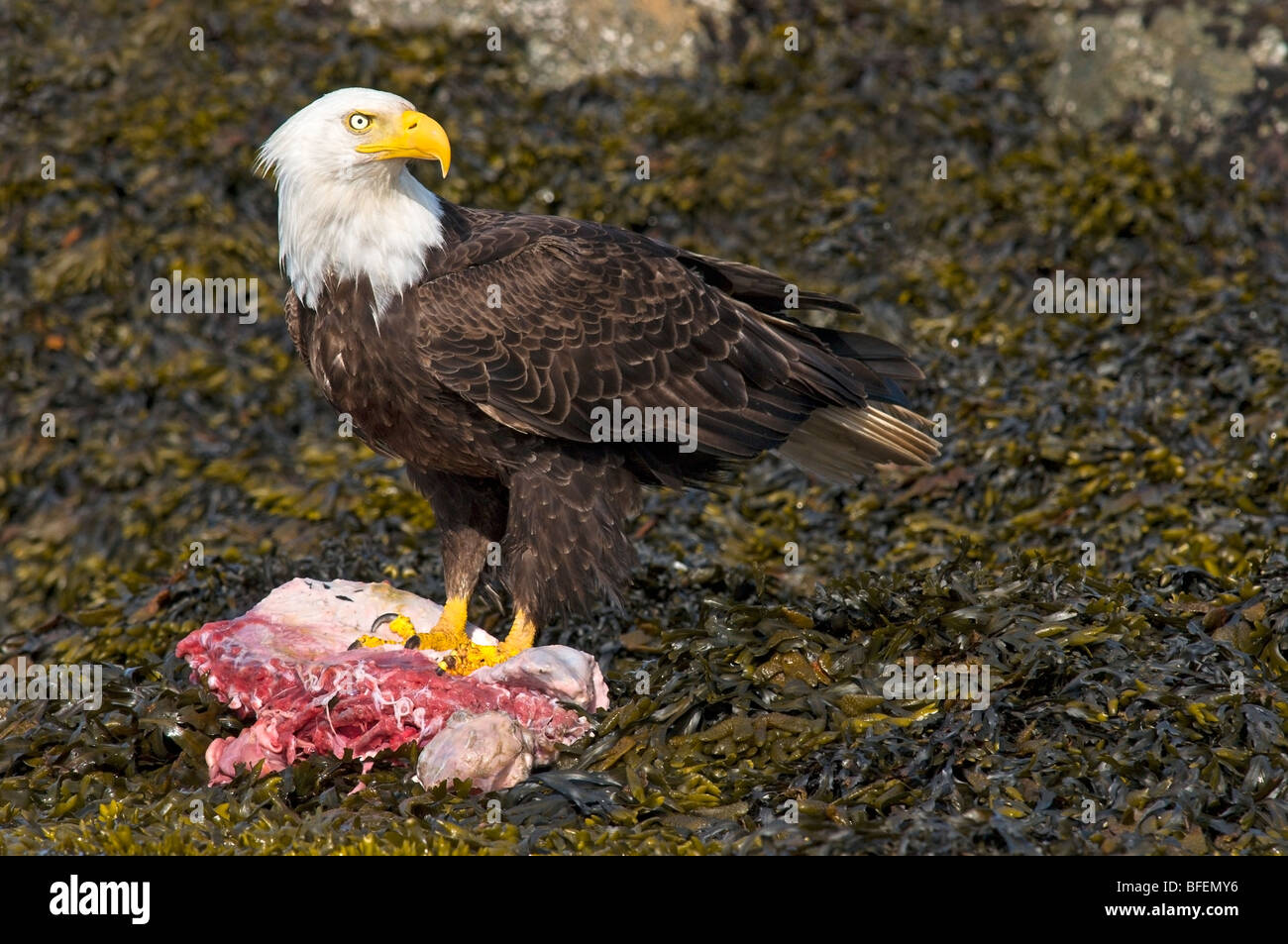 Adult Bald eagle on carcass, Victoria, Vancouver Island, British ...
