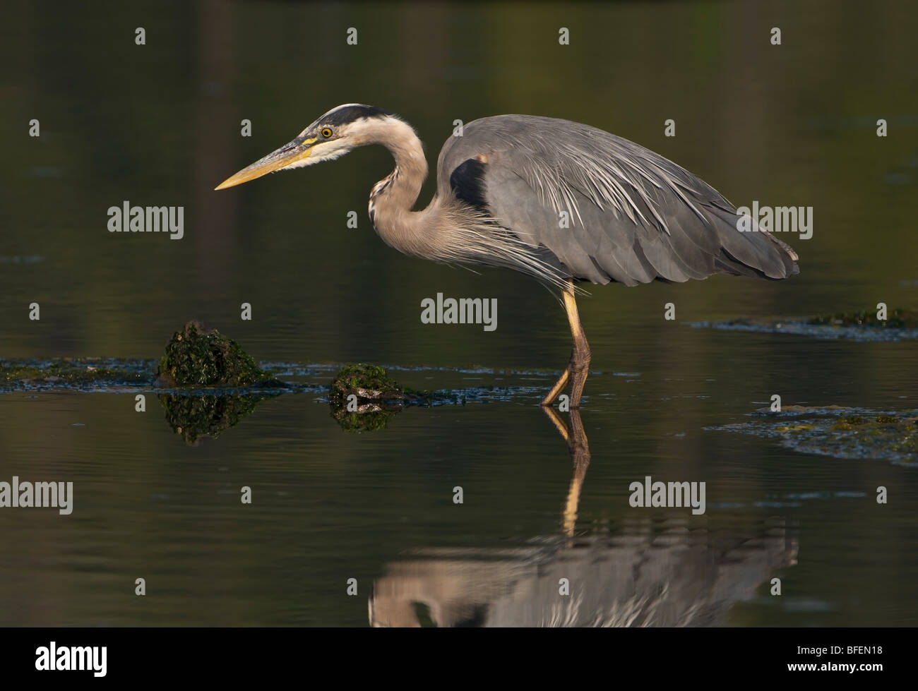 Great blue heron (Ardea herodias) wading in Esquimalt Lagoon, Victoria ...