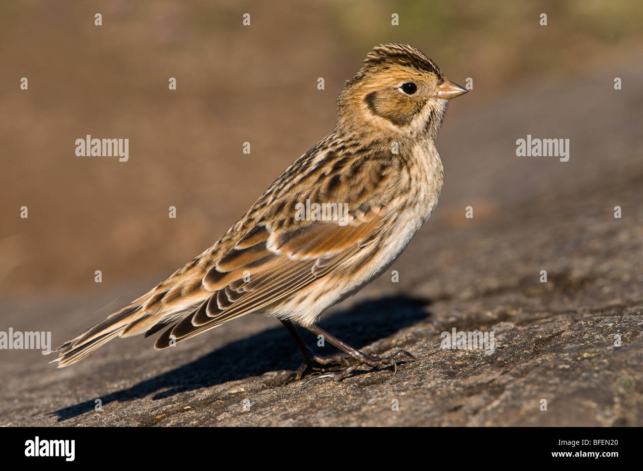 Lapland longspur (Calcarius lapponicus) on Christmas Hill, Saanich ...