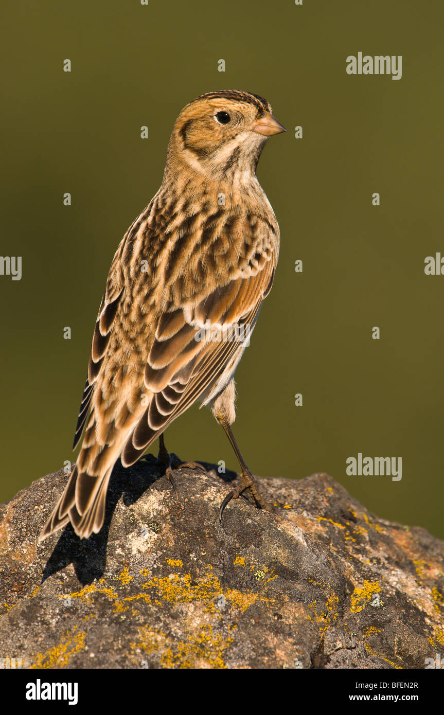 Lapland longspur (Calcarius lapponicus) on Christmas Hill, Saanich ...
