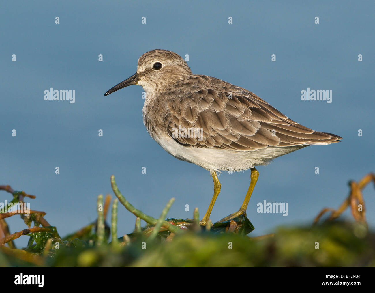 Adult Least sandpiper (Calidris minutilla) in winter plumage at Cordova ...