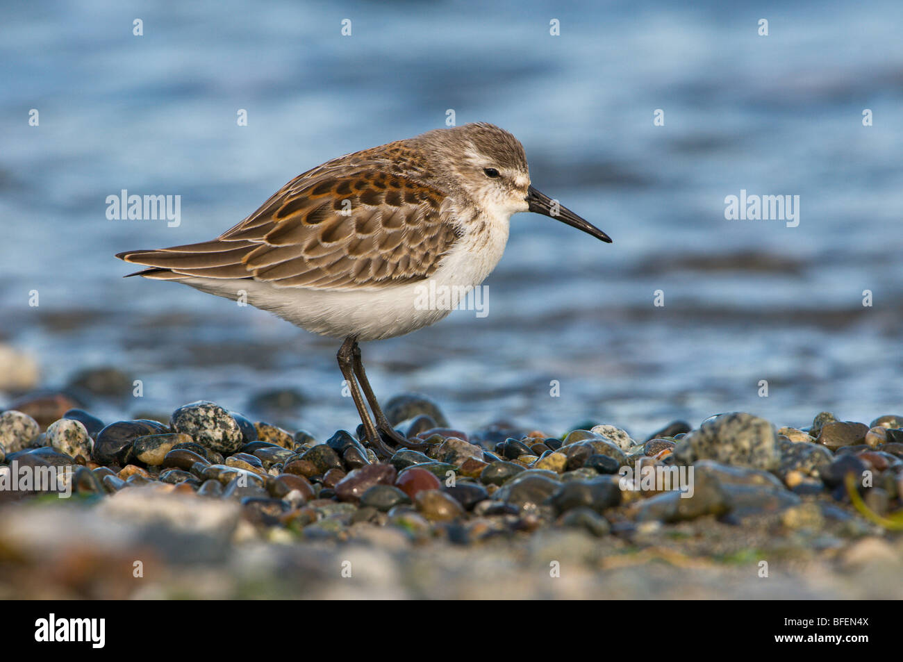 Western sandpiper (Calidris mauri) on beach at Cordova Spit, Saanichton ...