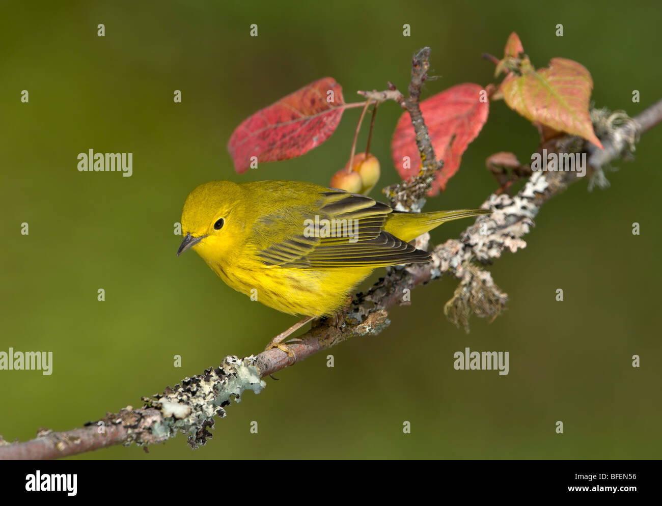 Yellow warblers dendroica petechia hi-res stock photography and images ...