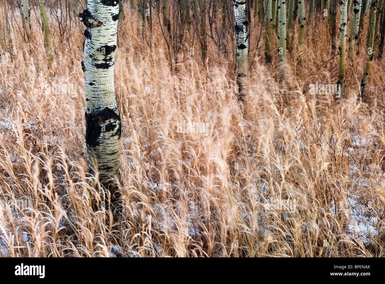 Trembling aspen (Populus tremuloides), Cochrane, Alberta, Canada Stock ...