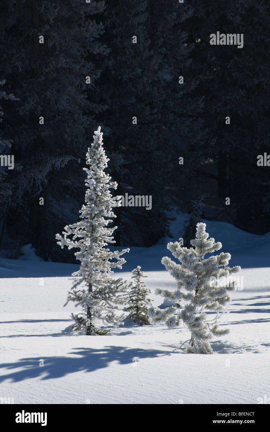 Mixed Forest Canada High Resolution Stock Photography and Images - Alamy