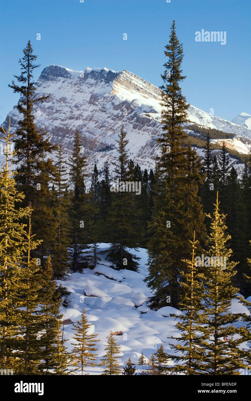 Mixed Forest Canada High Resolution Stock Photography and Images - Alamy