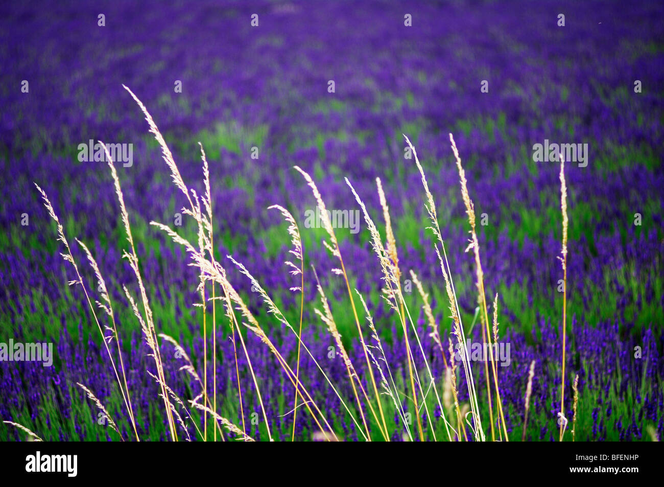 lavender fields on a farm Stock Photo - Alamy