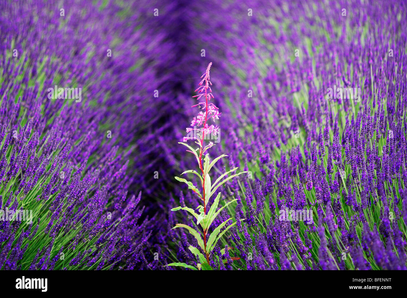lavender fields on a farm Stock Photo - Alamy