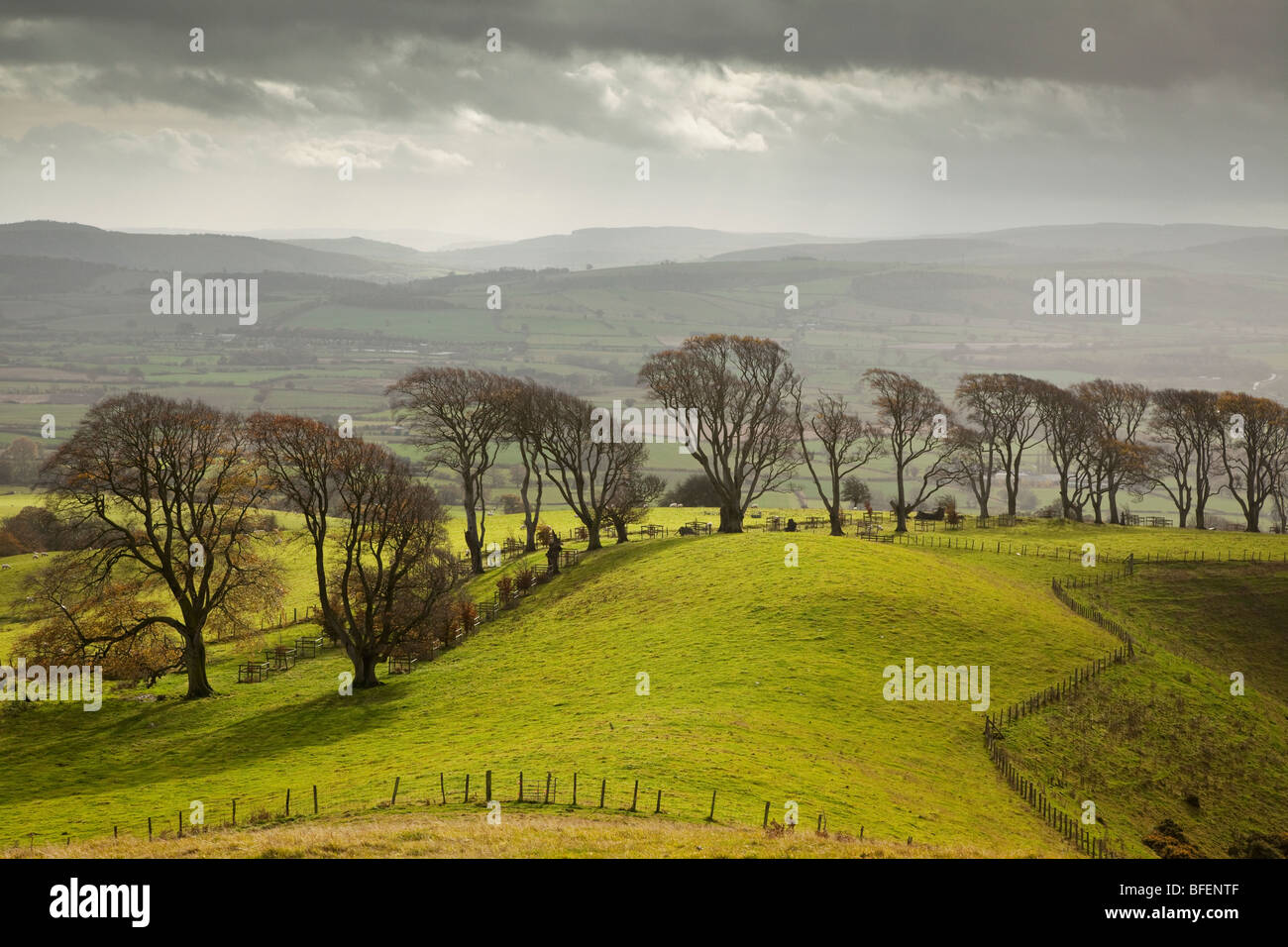 Linley Beeches on Linley hill, Shropshire, England UK Stock Photo - Alamy