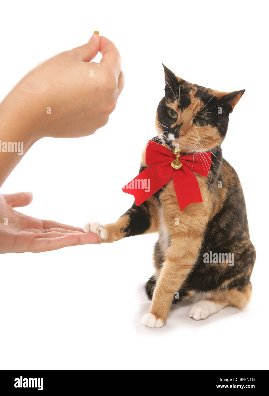 Moggy cat giving paw Single adult female giving owner paw Studio Stock ...