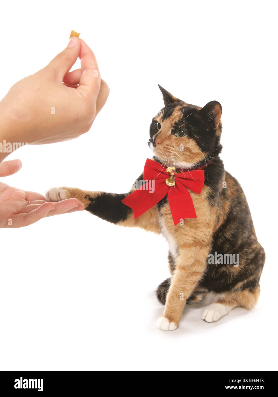 Moggy cat giving paw Single adult female giving owner paw Studio Stock ...