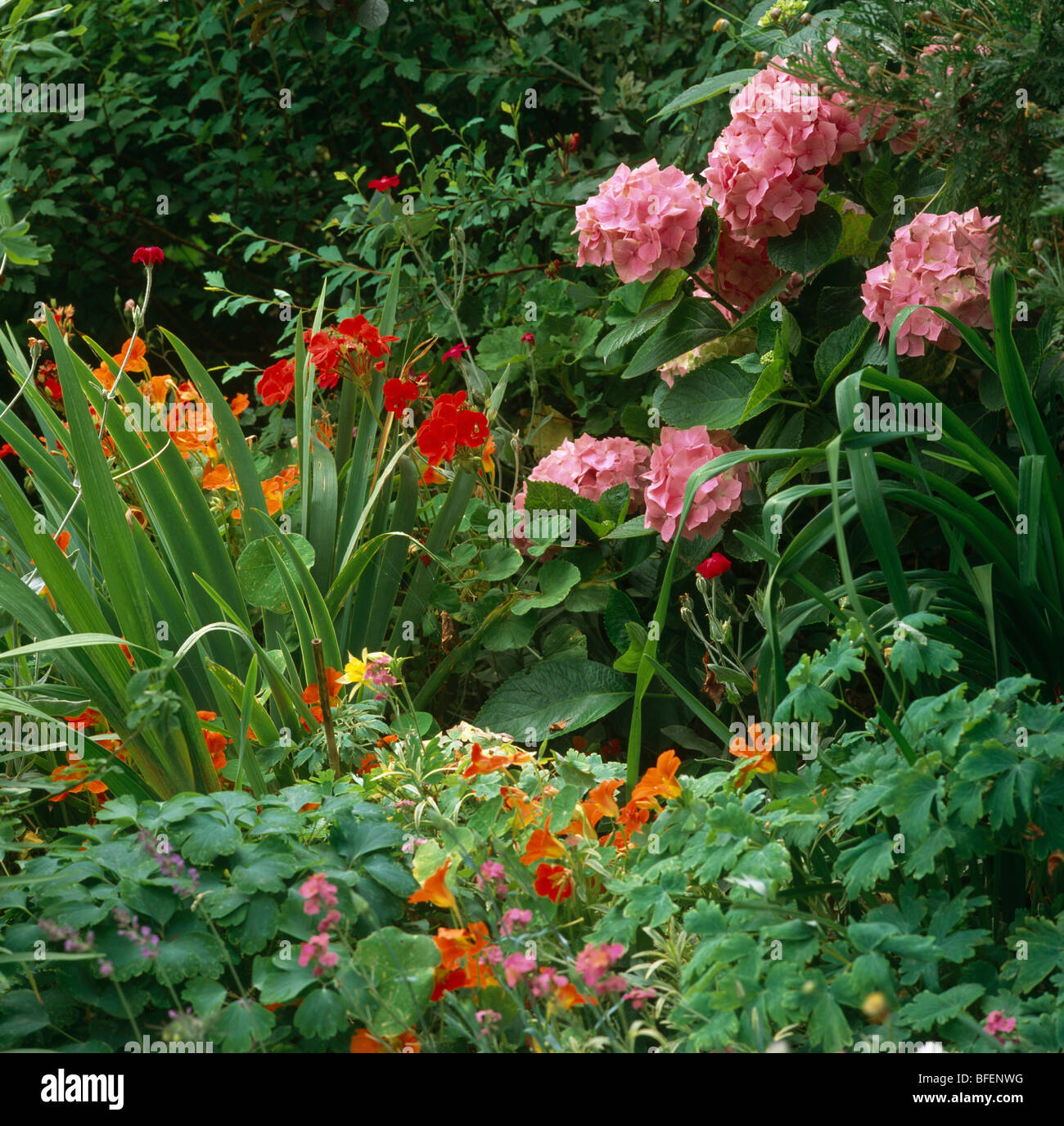 Pink hydrangea growing in a mixed border with red geraniums and orange ...
