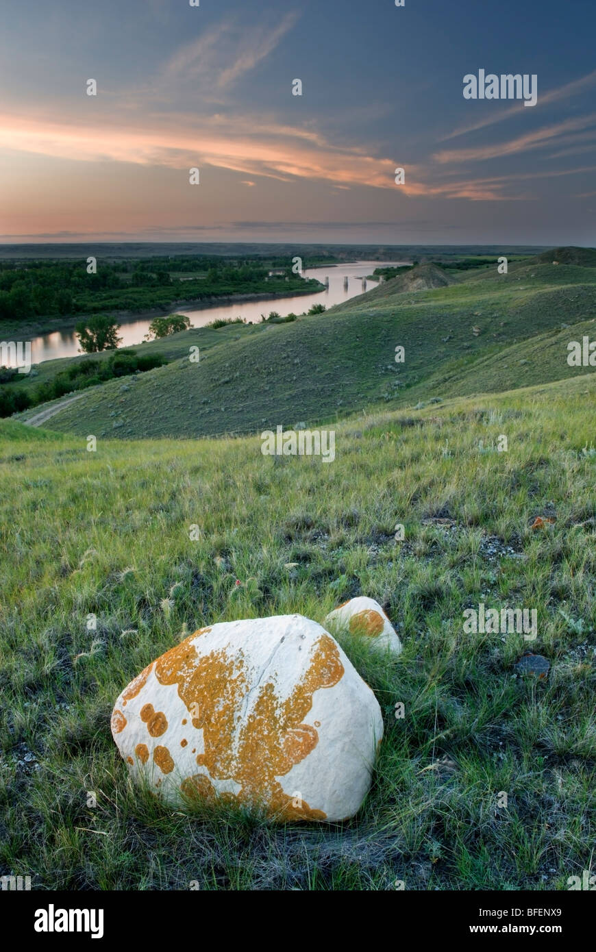 Cactus saskatchewan hi-res stock photography and images - Alamy
