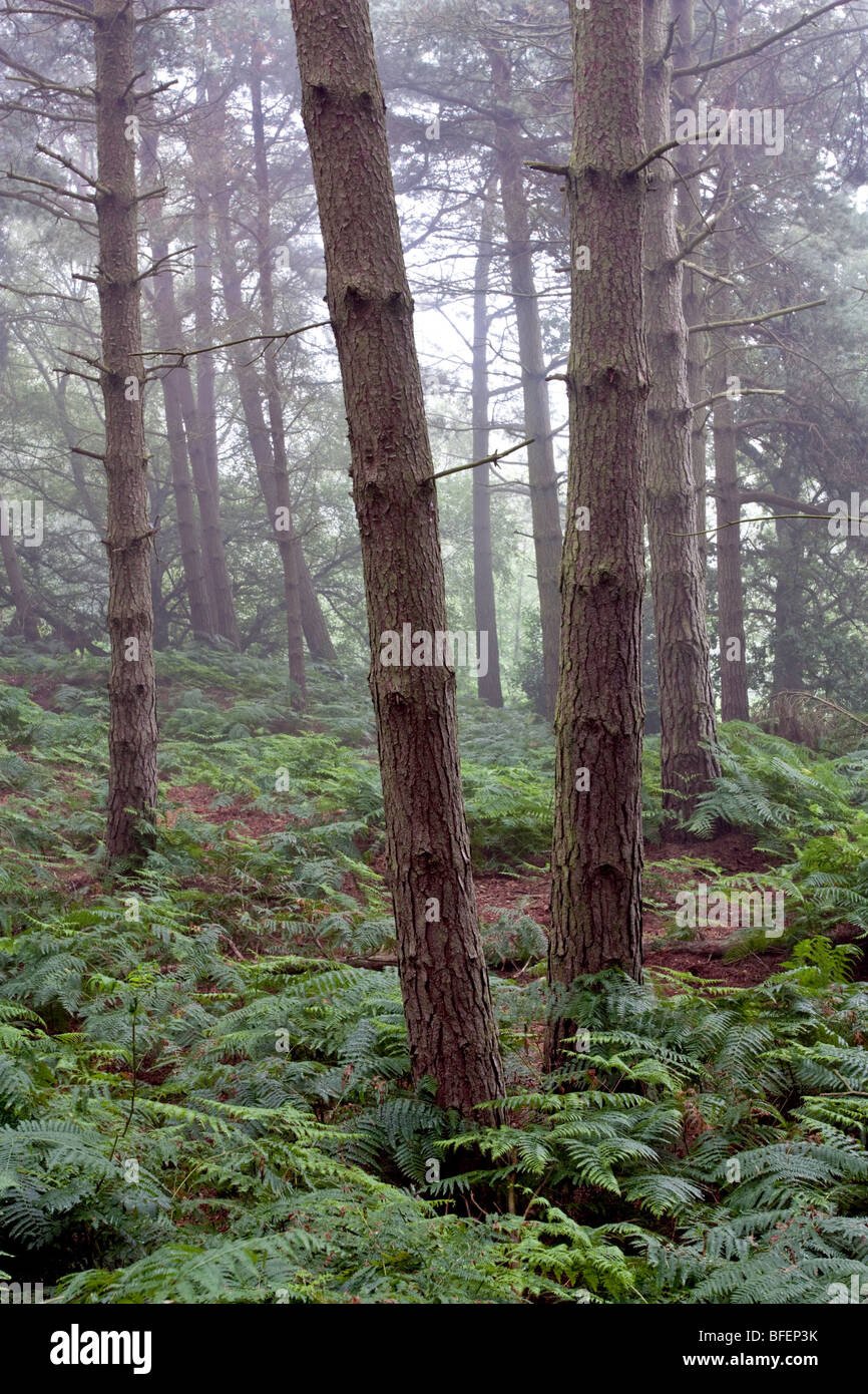 Misty Woodland at Pitch Hill on the North Downs in Surrey, England ...
