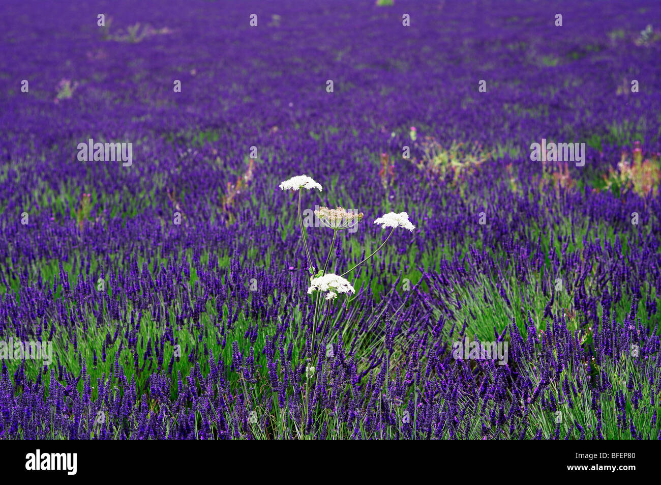 lavender fields on a farm Stock Photo - Alamy