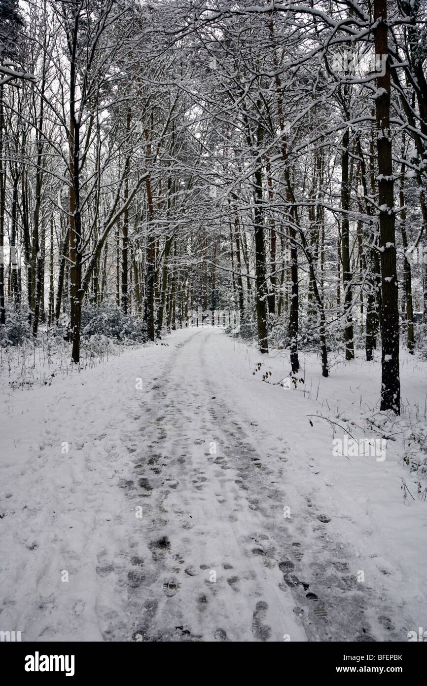 A Snowy Track in Surrey, England Stock Photo - Alamy