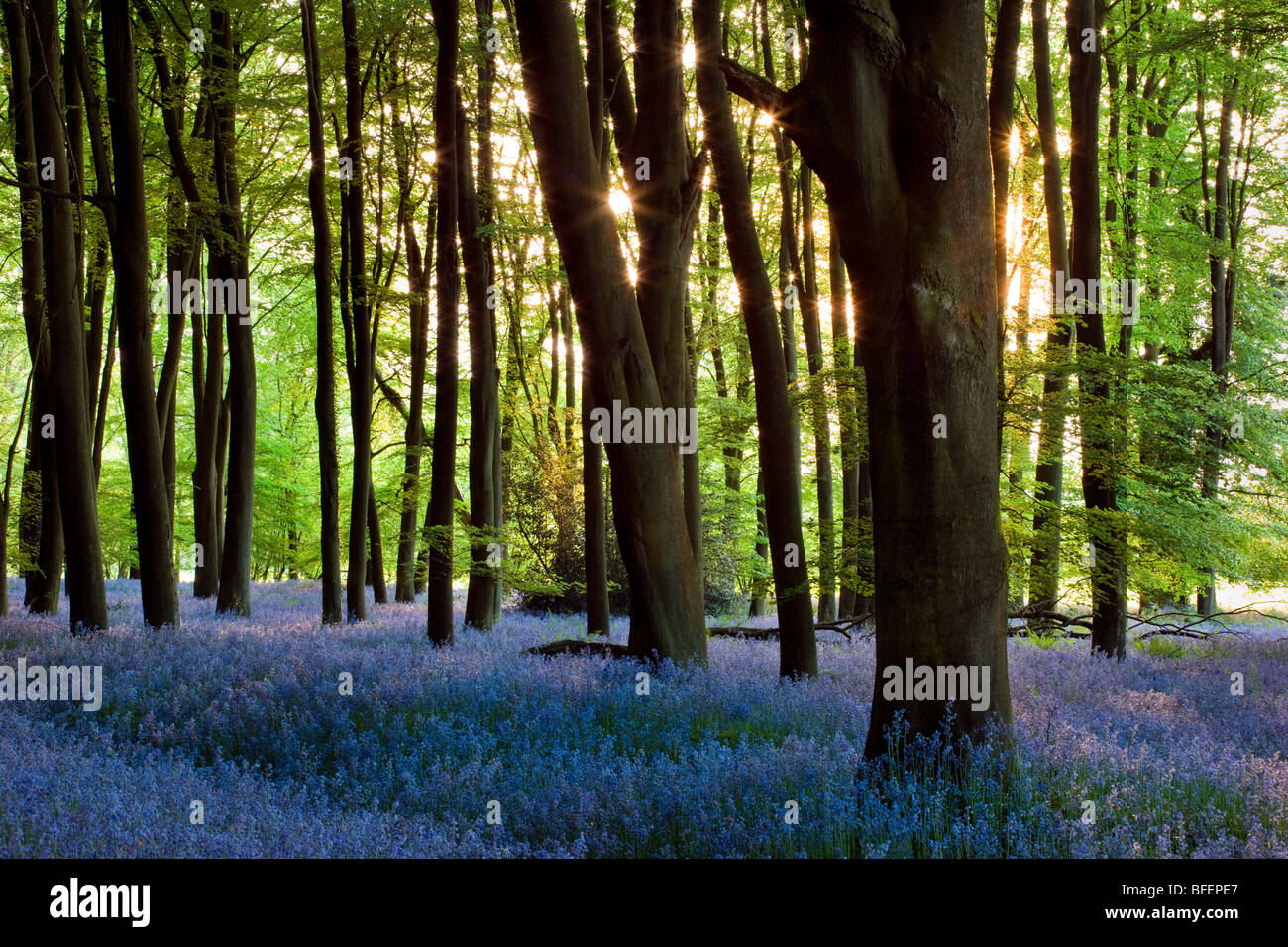 Sunlight streaming through a Bluebell wood Stock Photo - Alamy