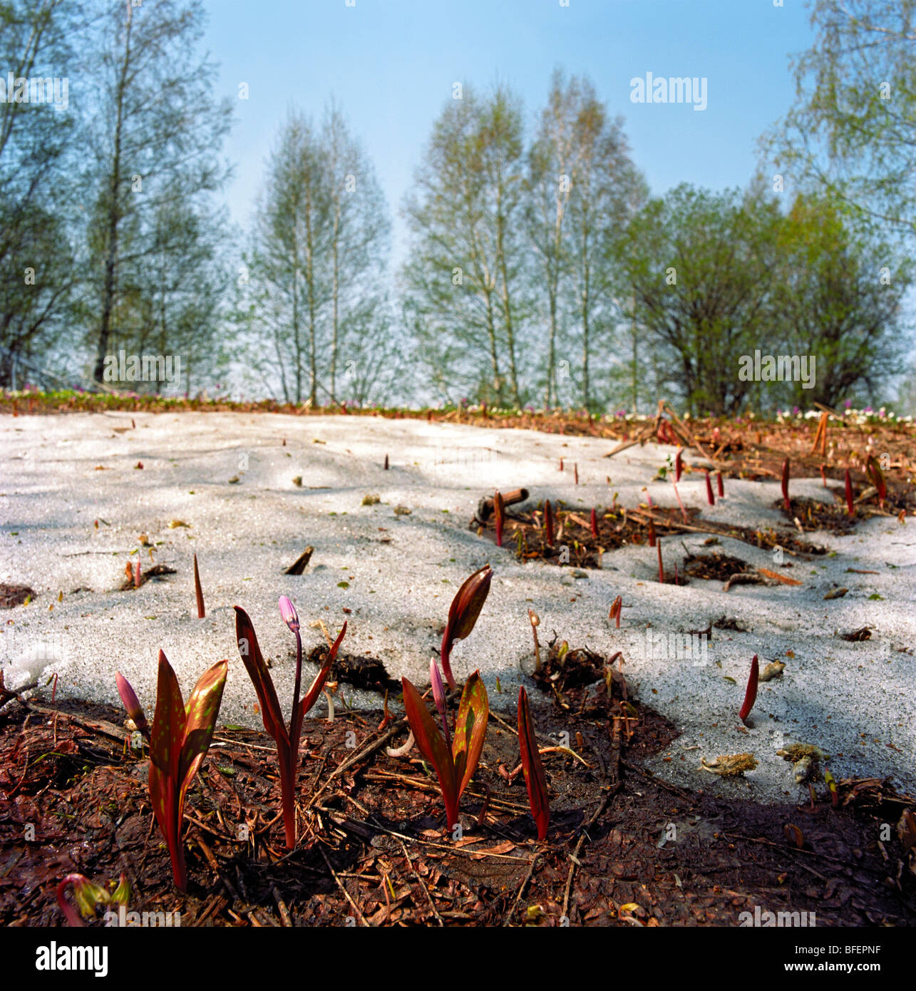 Fawn Lilies buds appear under snow. Altai, Siberia, Russian Federation ...